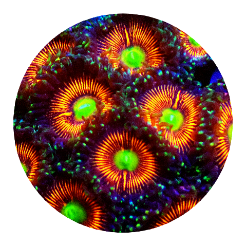 Everlasting Gobstopper Zoanthid - 1 Polyp – Oasis Coral