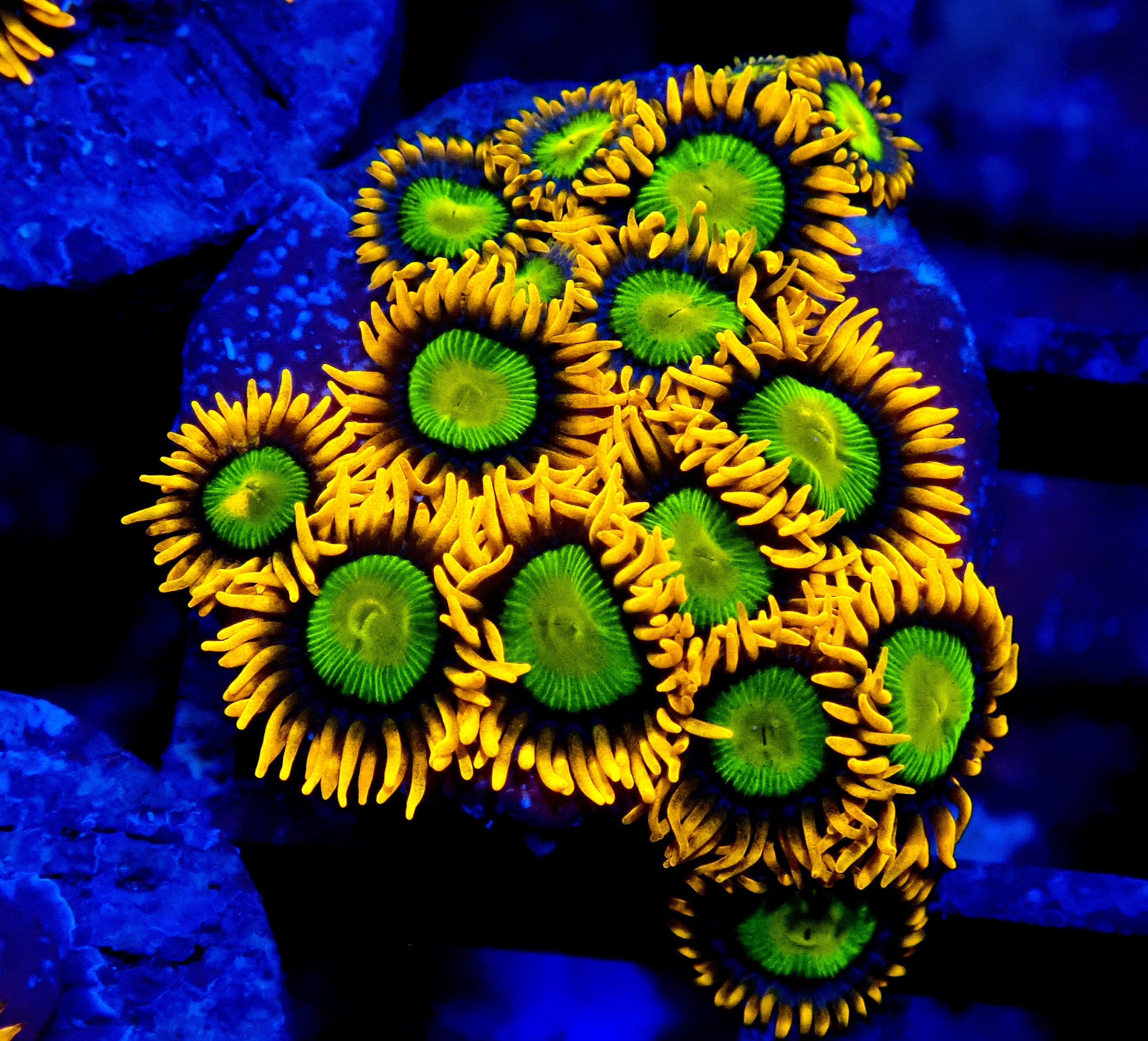 Australia's best Zoanthids – Oasis Coral