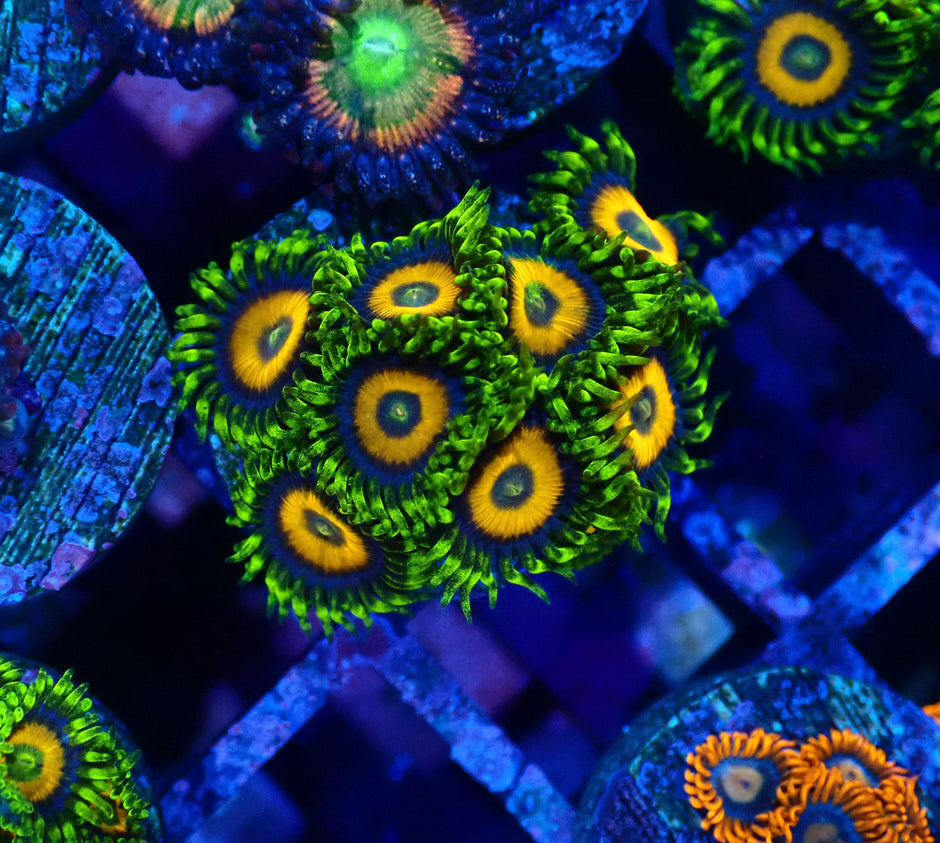 Australia's best Zoanthids – Page 8 – Oasis Coral