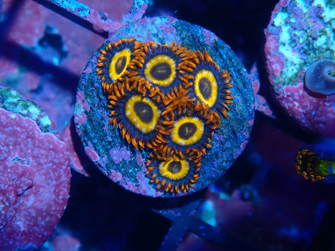 Australia's best Zoanthids – Page 3 – Oasis Coral