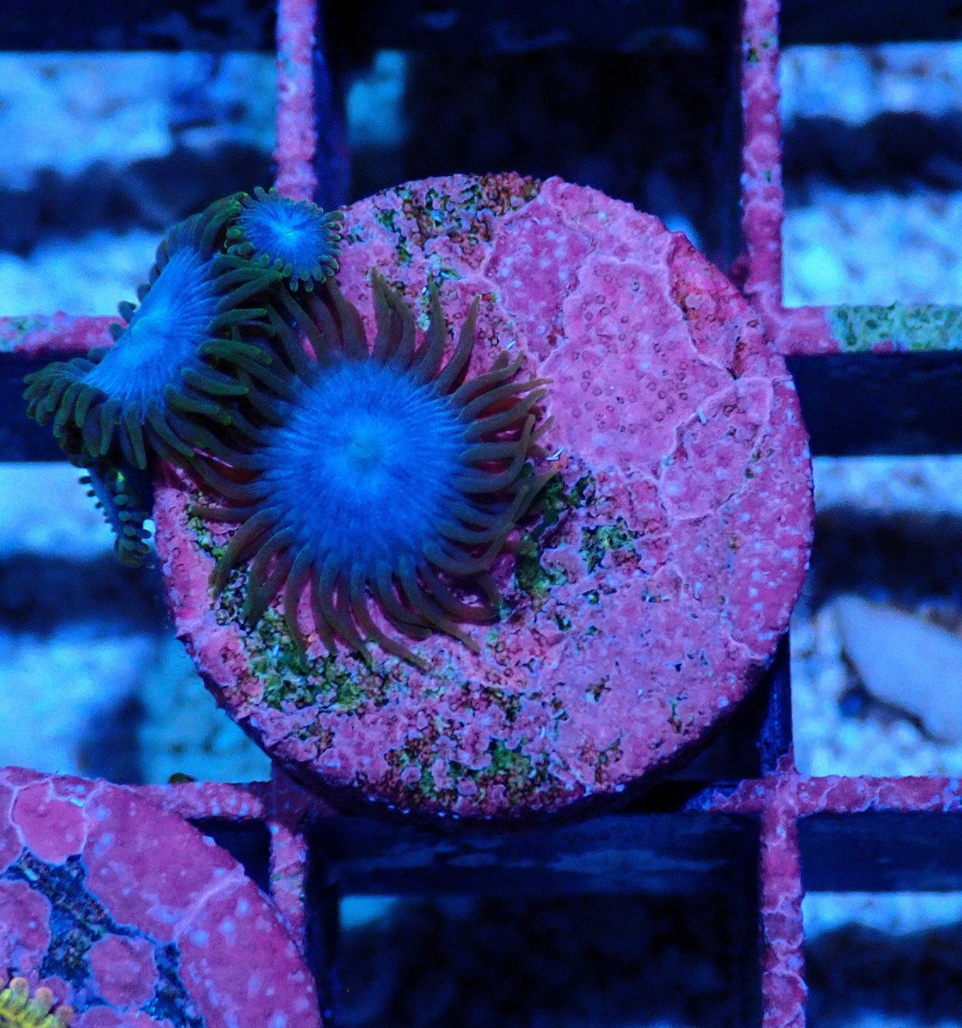 Smurf Blood Zoanthid WYSIWYG – Oasis Coral