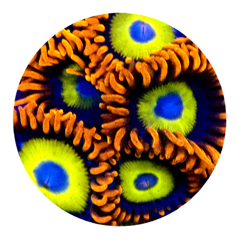 BBEB Zoanthid - 1 Polyp – Oasis Coral