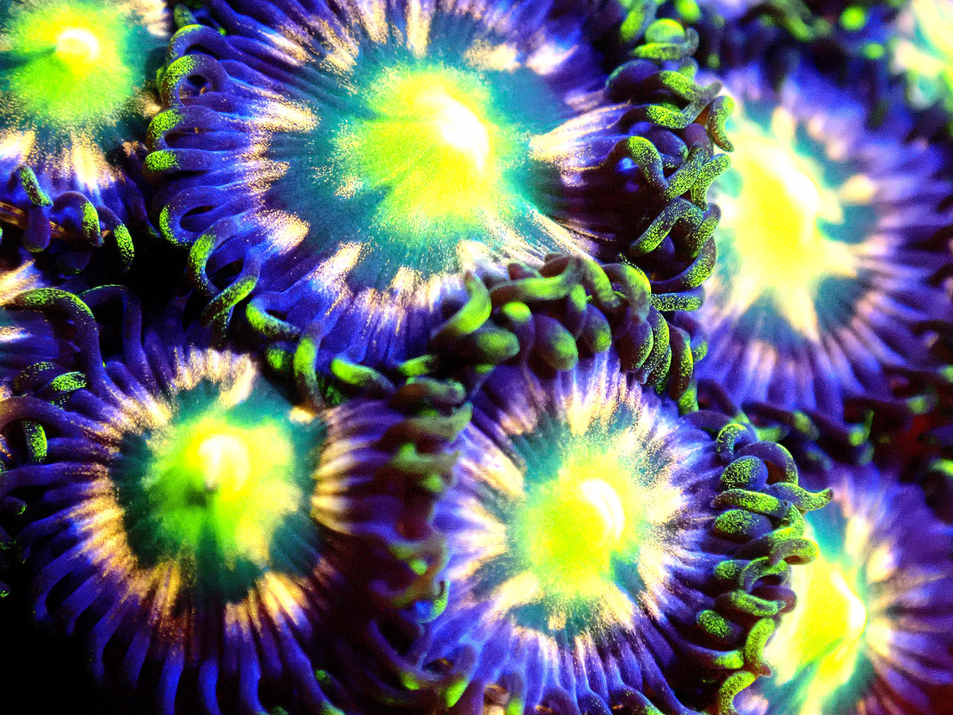 Corals For Sale in Australia - Buy Corals Online. Oasis Coral