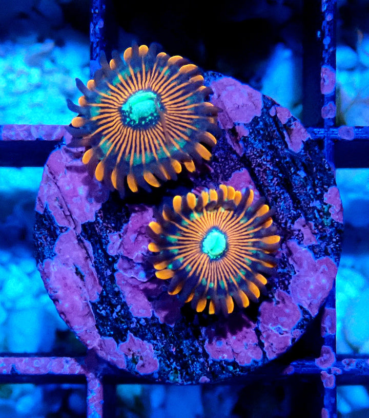 Corals For Sale in Australia - Buy Corals Online. Oasis Coral