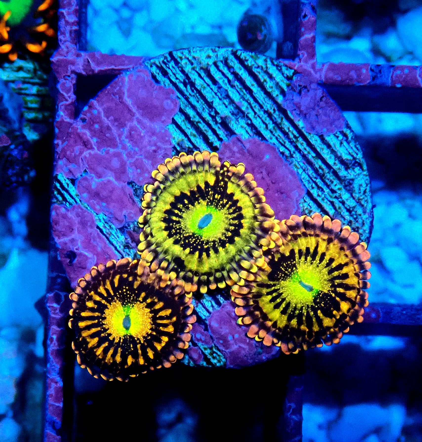 Corals For Sale in Australia - Buy Corals Online. Oasis Coral