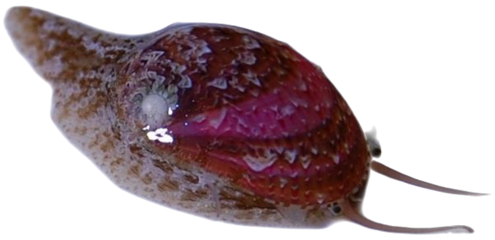 Stomatella Snails (5 Pack) – Oasis Coral
