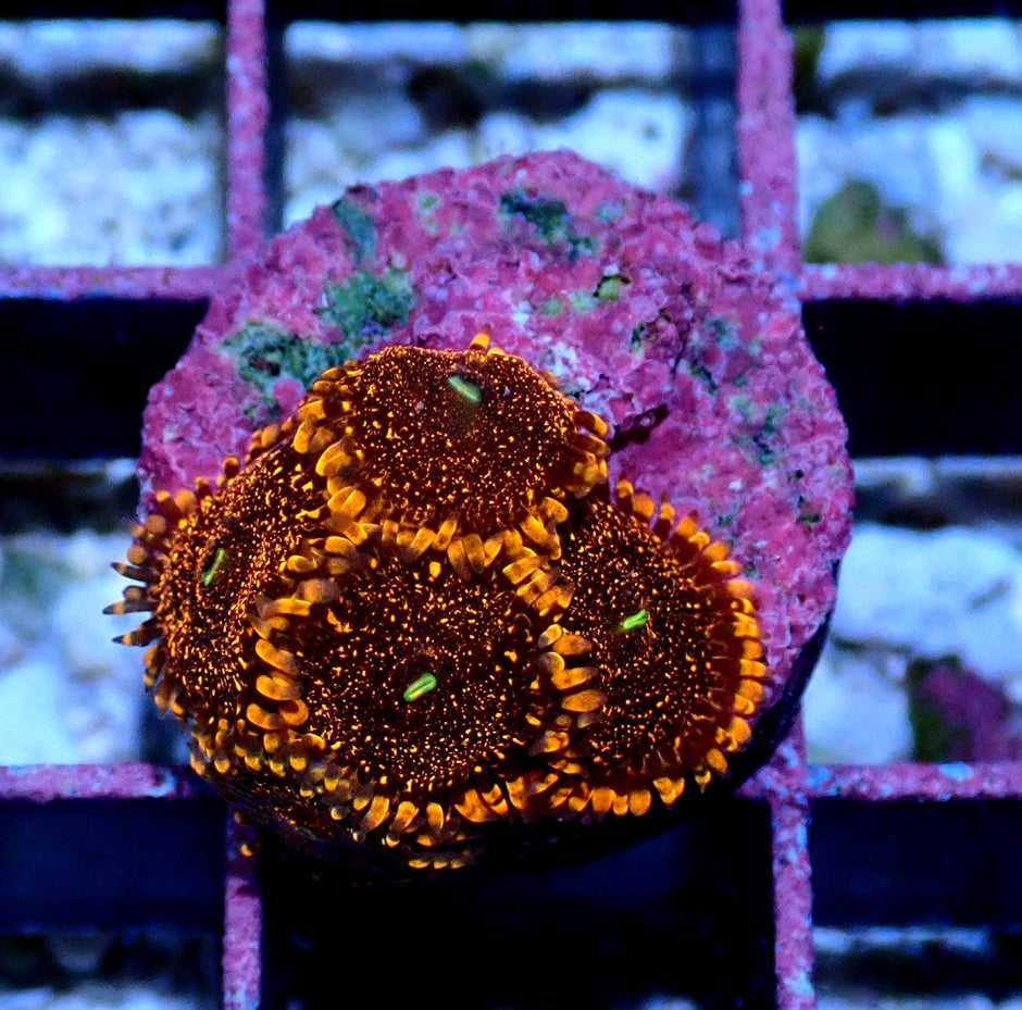 Corals For Sale in Australia - Buy Corals Online. Oasis Coral