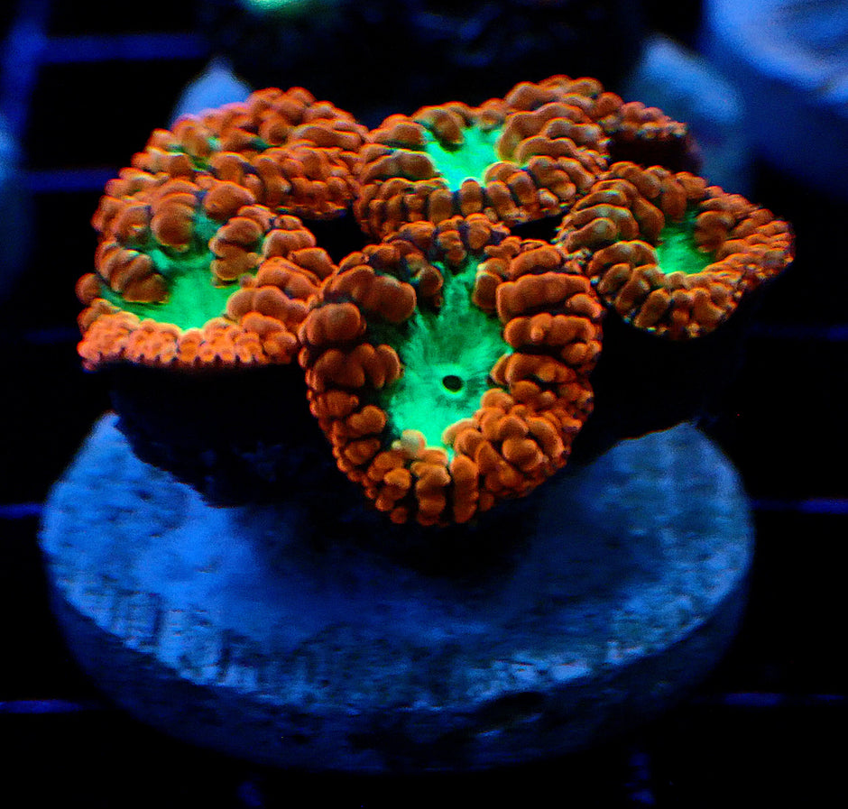 Corals For Sale in Australia - Buy Corals Online. Oasis Coral