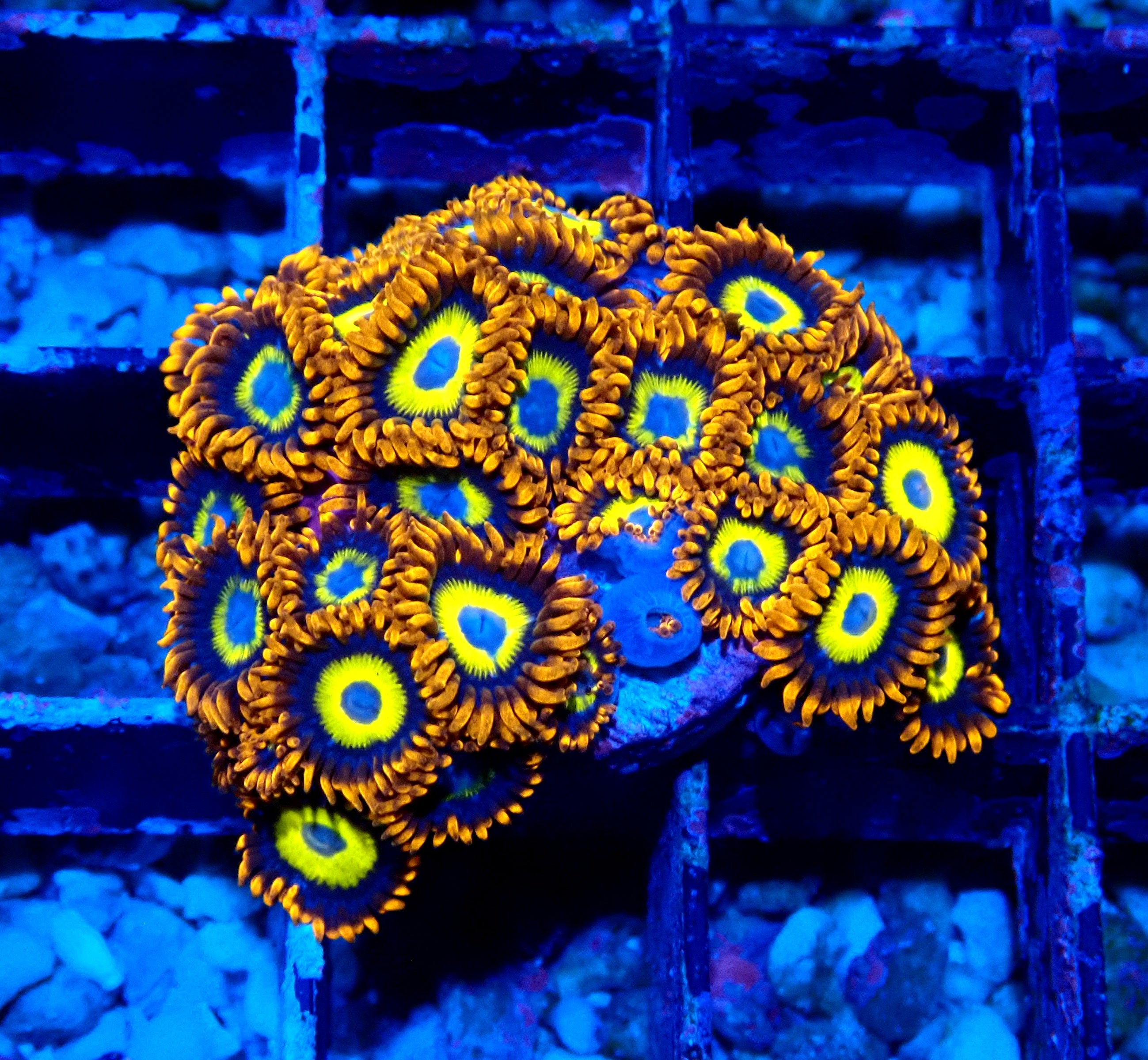 BBEB Zoanthid WYSIWYG – Oasis Coral