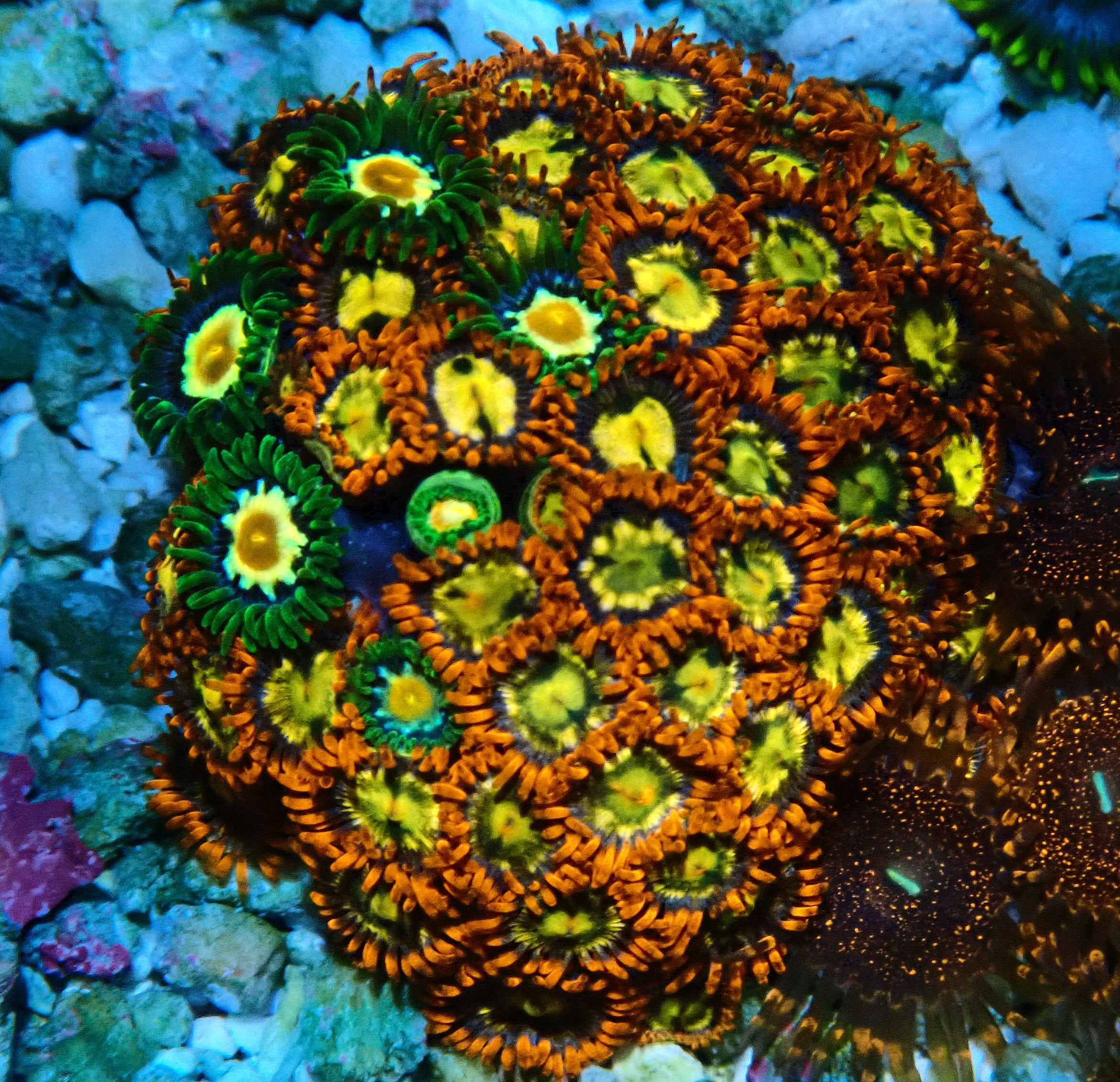 Flaming Sun/Pink Wheel Zoanthid WYSIWYG – Oasis Coral